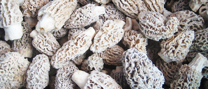 Setas Morillas, Fresco, Congelado y Secado | Caliskan Agricultura